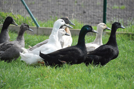 The Forest Duck - Backyard Poultry